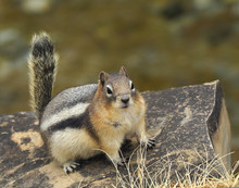 Fat Ground Squirrel Free Stock Photo - Public Domain Pictures