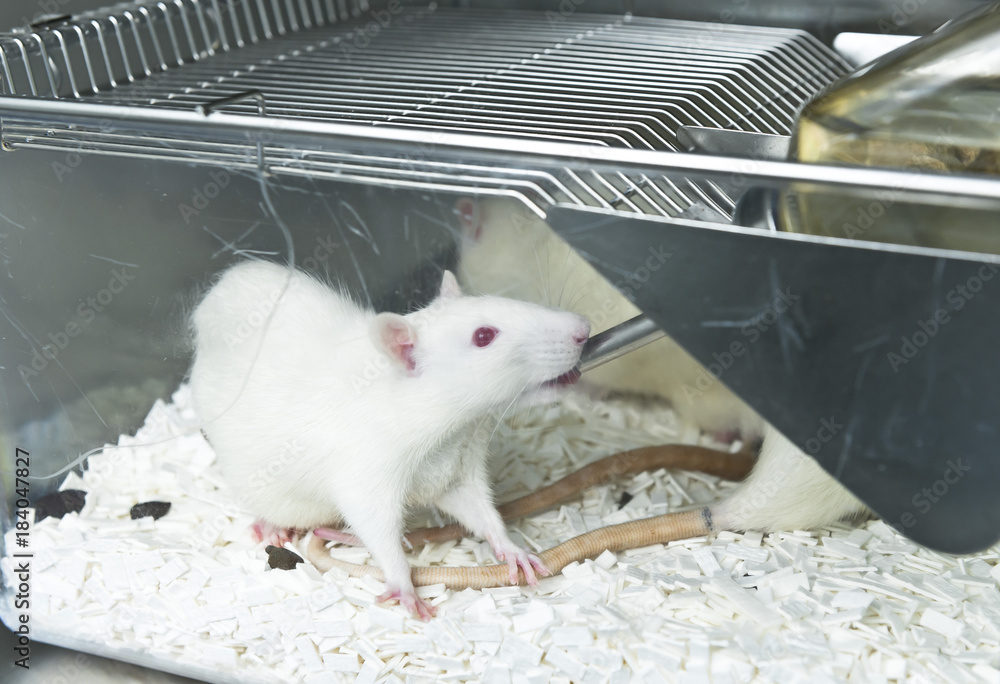 Animal experiments for urine collection using white rats in metabolic ...