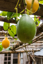Ripening Granadilla Fruit On A Vine Free Stock Photo - Public Domain ...
