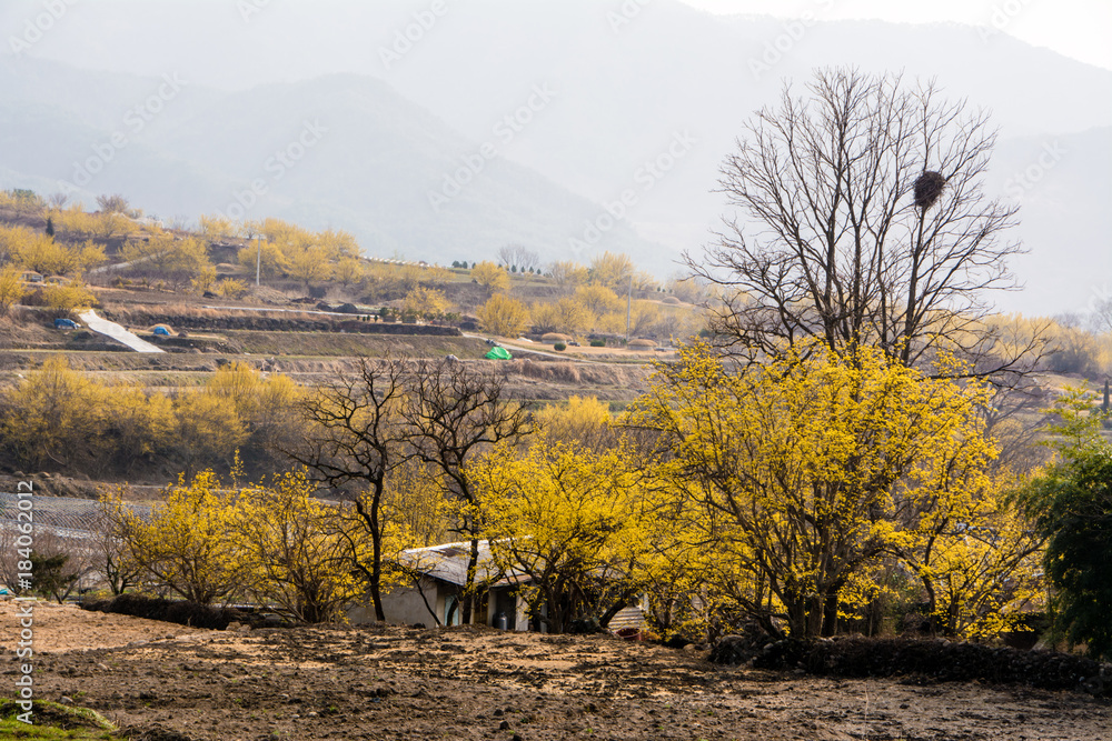 Gurye-gun, Jeollanam-do, South Korea - The Japanese cornlian cherry ...