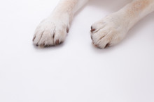 Blond Labrador Dog Free Stock Photo - Public Domain Pictures