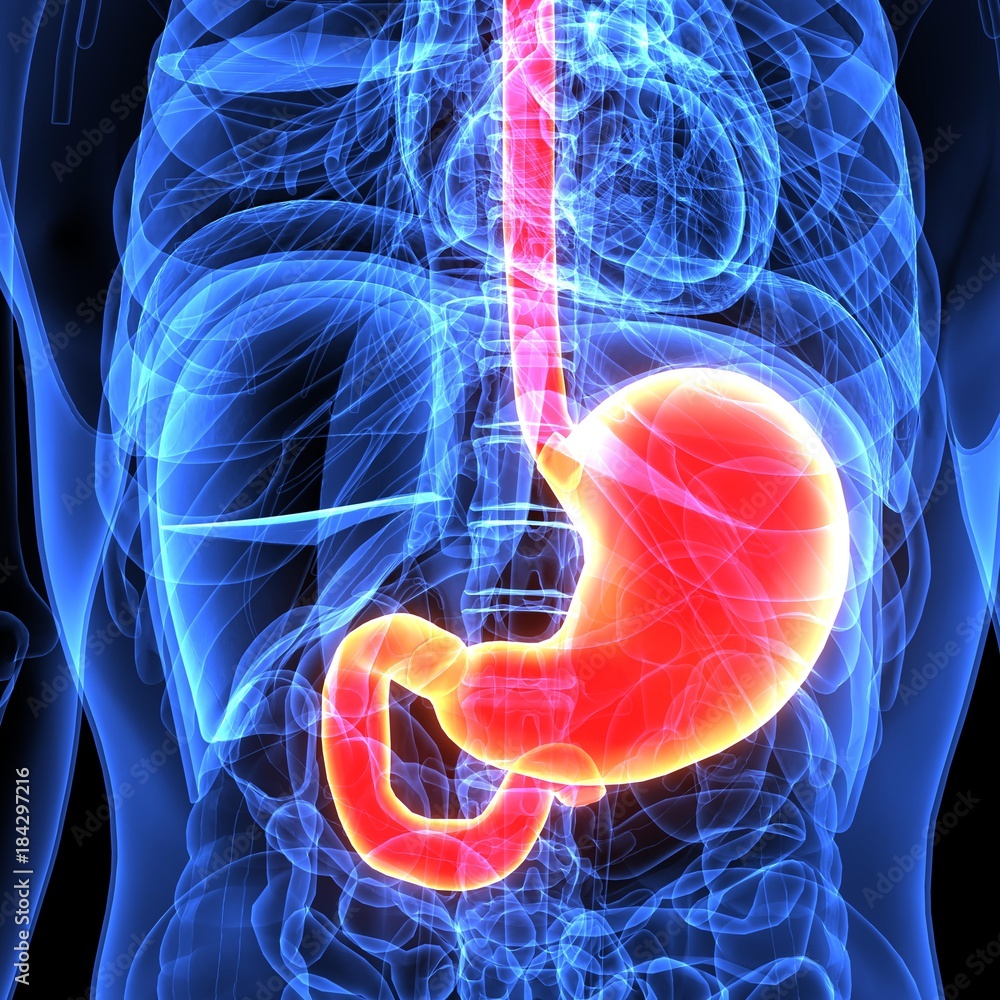 3d illustration of human body stomach anatomy Stock Illustration ...