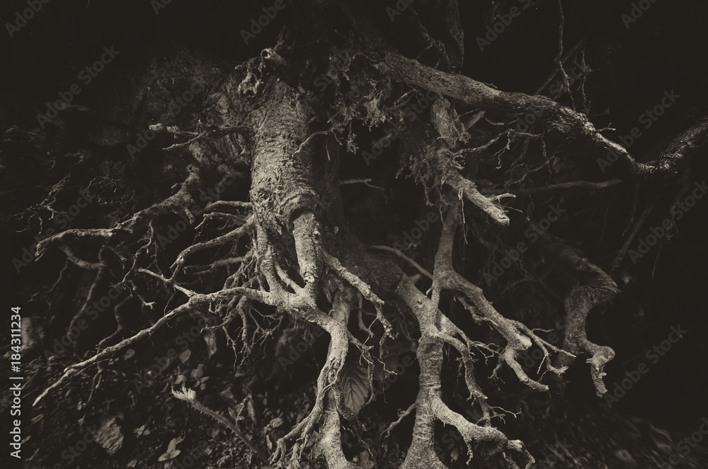 dark tree roots background Stock Photo | Adobe Stock