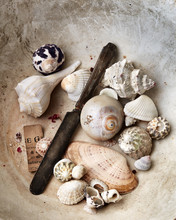 Collection Of Sea Shells Free Stock Photo - Public Domain Pictures