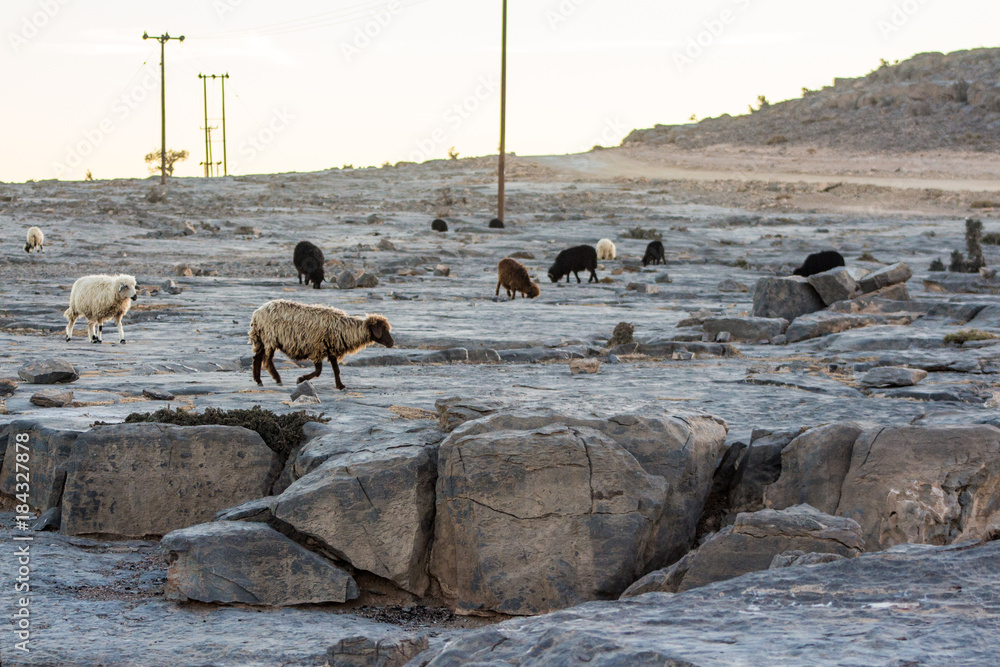 Mountainous ranges of Oman. hilly area. Herd of goats and sheep roaming ...