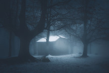 Spooky Night Winter Forest Free Stock Photo - Public Domain Pictures