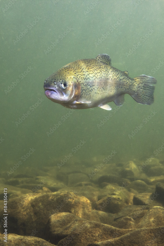 Rainbow trout (Oncorhynchus mykiss) close-up under water in the nature ...