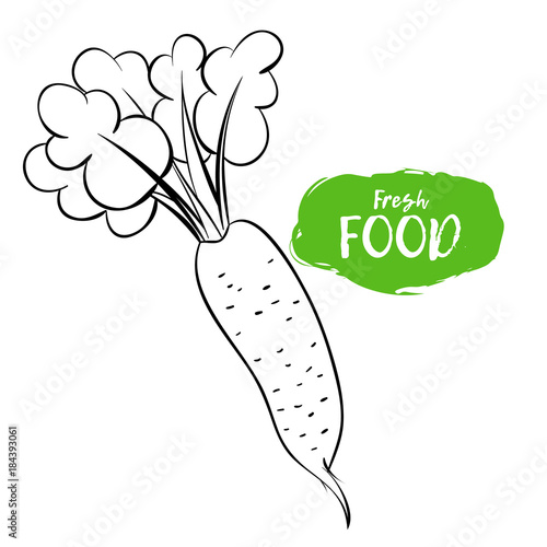 Vector illustration of a radish. Sketch, outline. Coloring on the topic ...