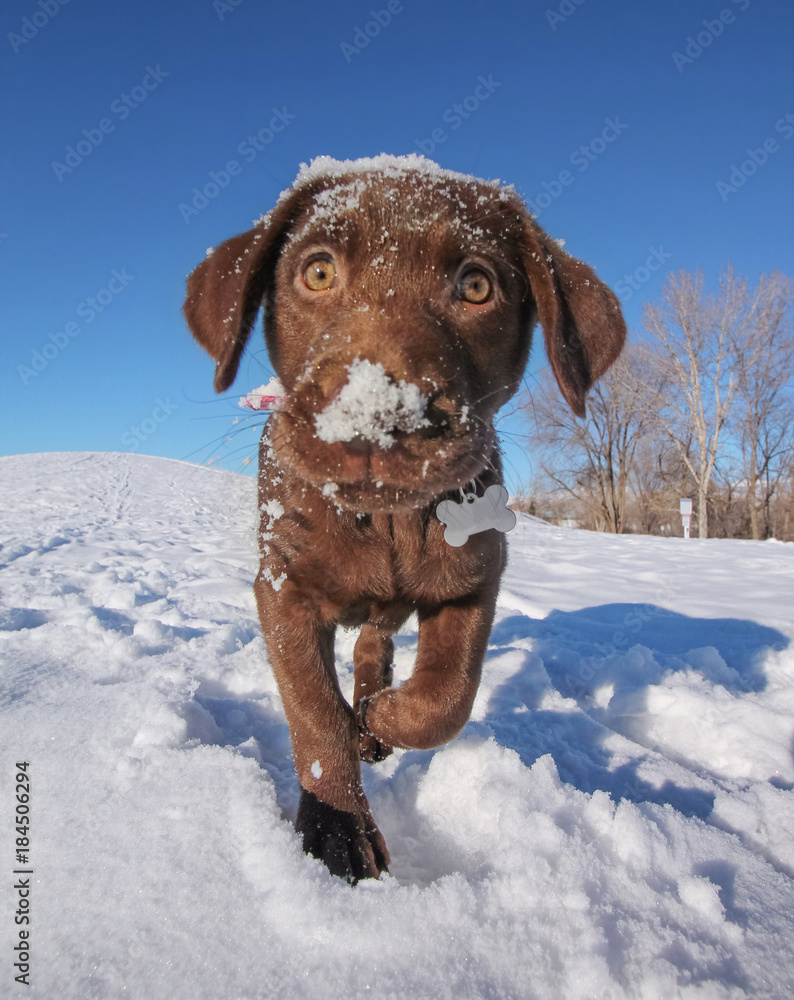 a cute chocolate lab puppy playing in the snow on a clear sunny winter ...