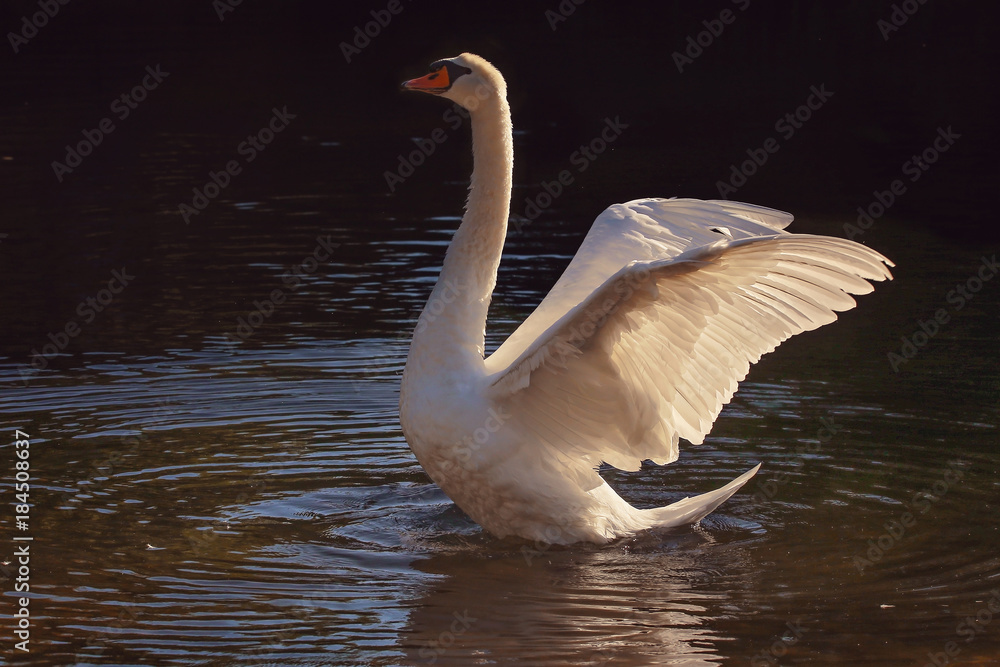 moody image of a beautiful swan flapping its wings toned with a retro ...