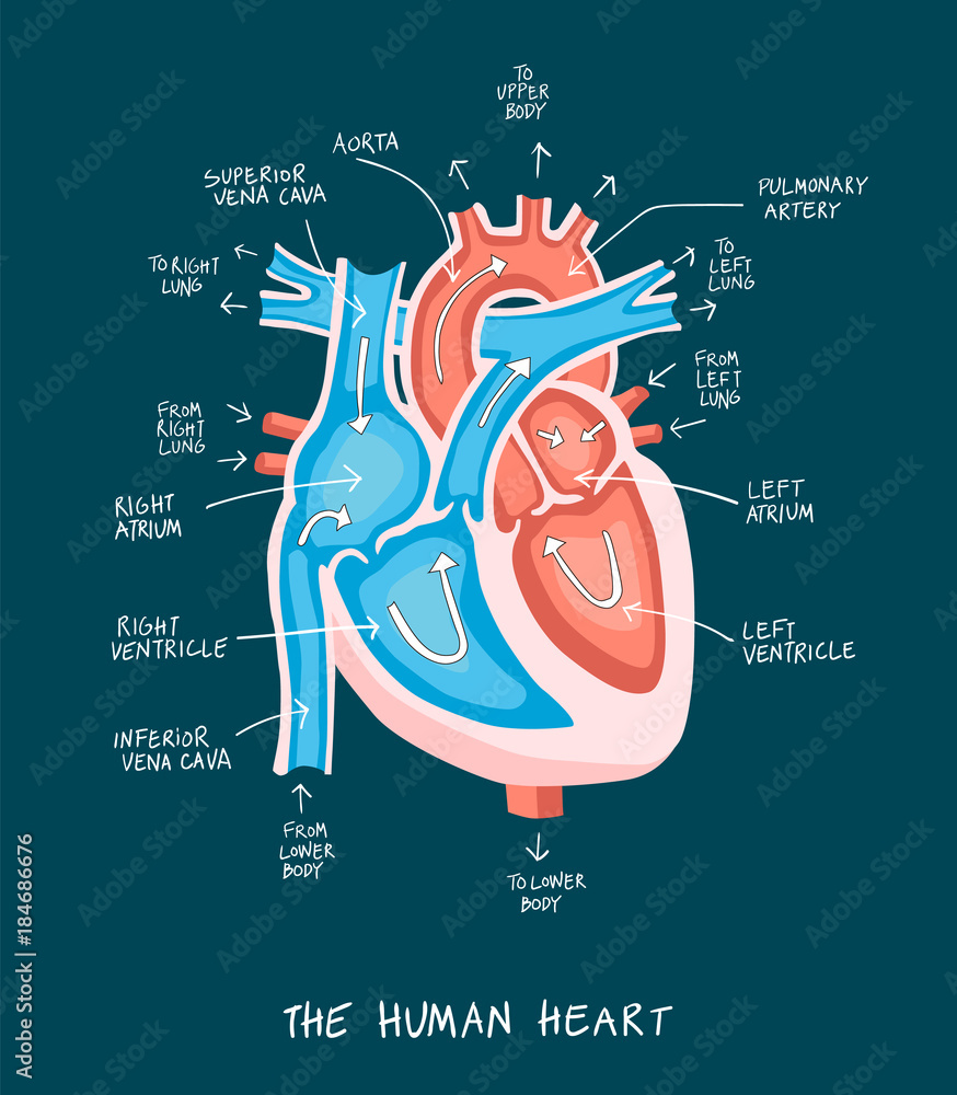 Human Heart Diagram Labeled