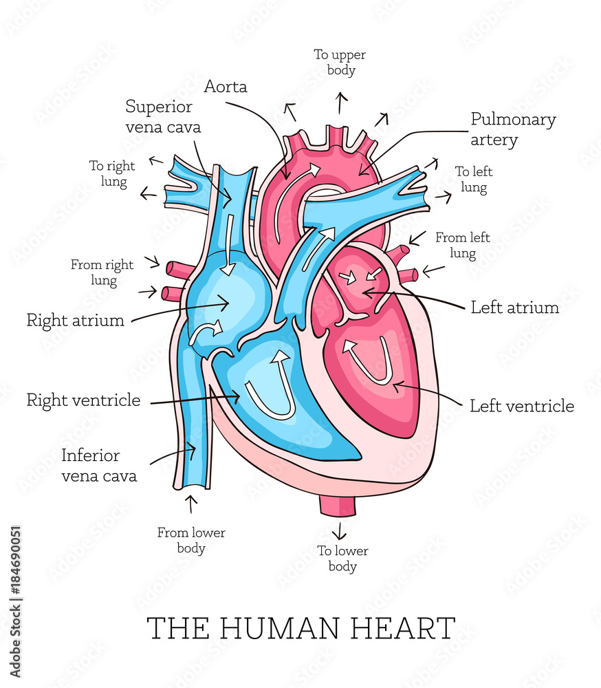 Hand drawn illustration of human heart anatomy. Educational diagram ...