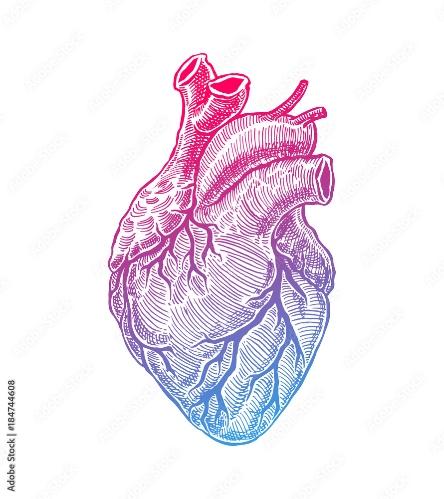 Realistic Human Heart Stock Vector | Adobe Stock