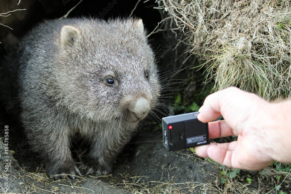 A curious common wombat (Vombatus ursinus) baby (joey) coming out of ...