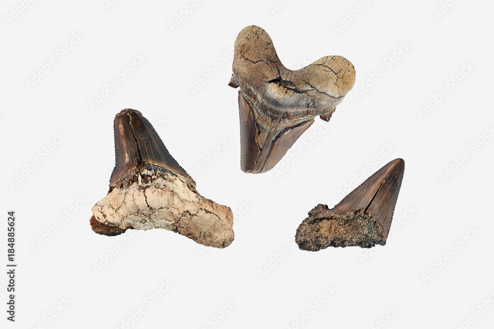 Prehistoric shark teeth. The most ancient types of sharks date back to ...