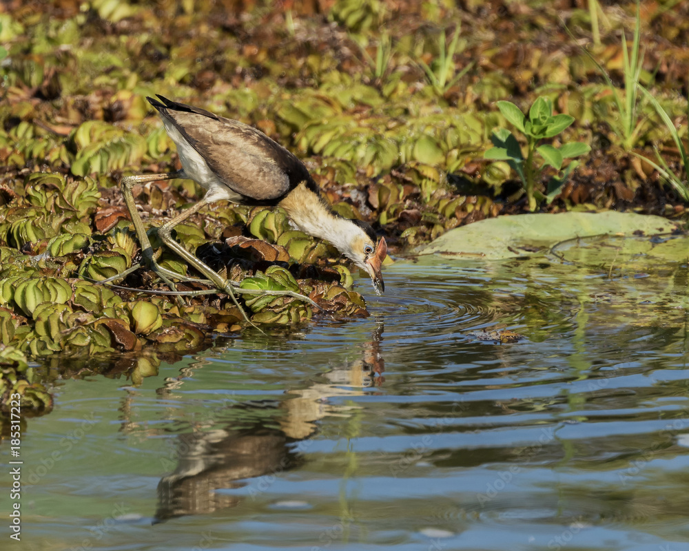 Jacana (Jacanidae) - also known as Jesus bird - drinking at rivers edge ...
