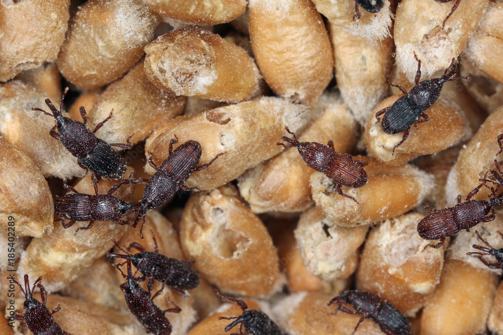 wheat weevil Sitophilus granarius beetles on damaged grain Stock Photo ...