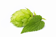 Hopfen Kostenloses Stock Bild - Public Domain Pictures