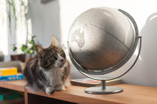 Cats With World Globe Free Stock Photo - Public Domain Pictures