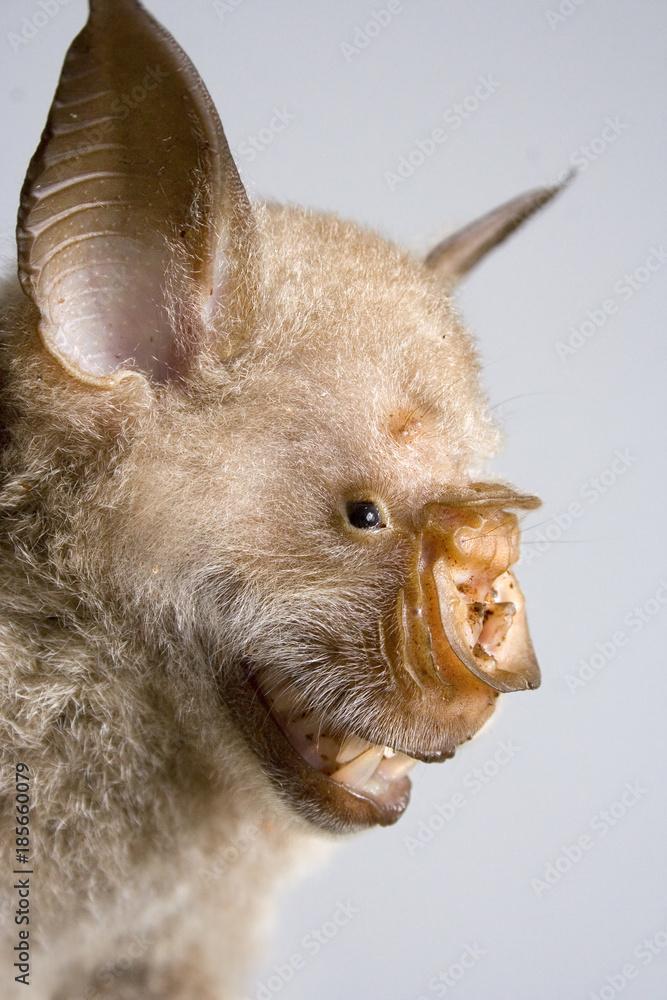 Striped leaf-nosed bat (Hipposideros vittatus) portrait, coastal Kenya ...