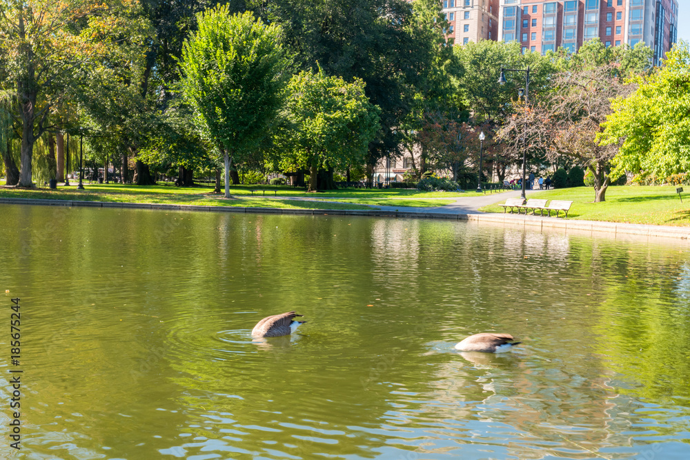 Boston Common Frog Pond is a central public Garden park in downtown ...