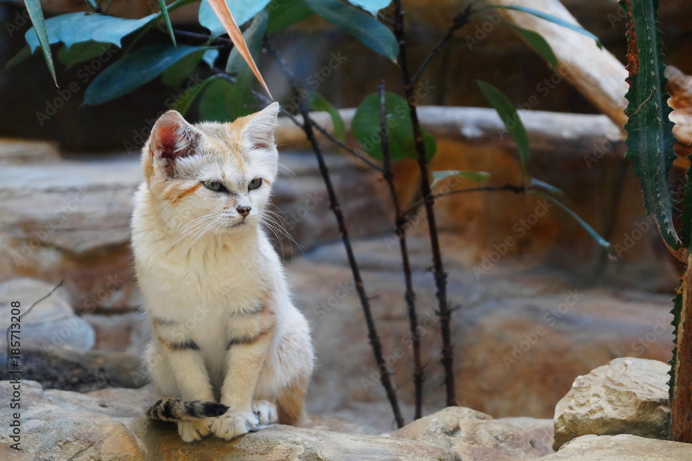 Young arabian sand cat, Felis margarita in zoo. Sand cat is a beautiful ...