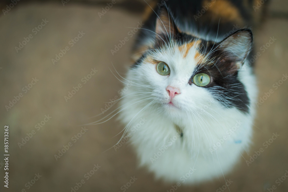 Young turtle three-colored hungry cat looking sad. Calico cat with ...