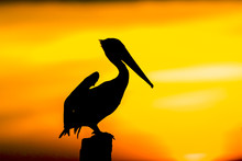 Pelican Perched At Sunset Free Stock Photo - Public Domain Pictures