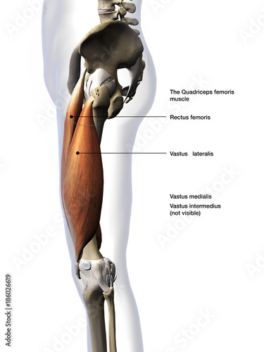Male Quadriceps Muscles Lateral View Labeled - Buy this stock ...