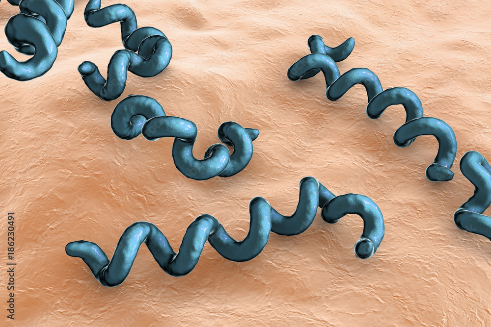 Ilustración de Stock Treponema pallidum on the surface of human skin ...