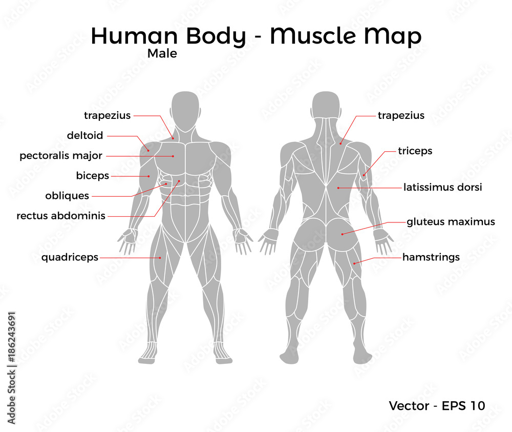 Male Human Body Muscle Map With Major Muscle Names Front And Back Vector Eps 10 Illustration