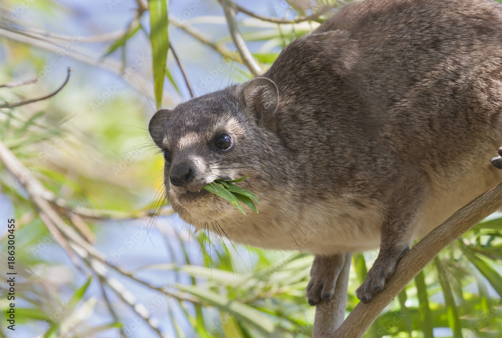 Southern tree hyrax (Dendrohyrax arboreus) eating leaves in a tree ...