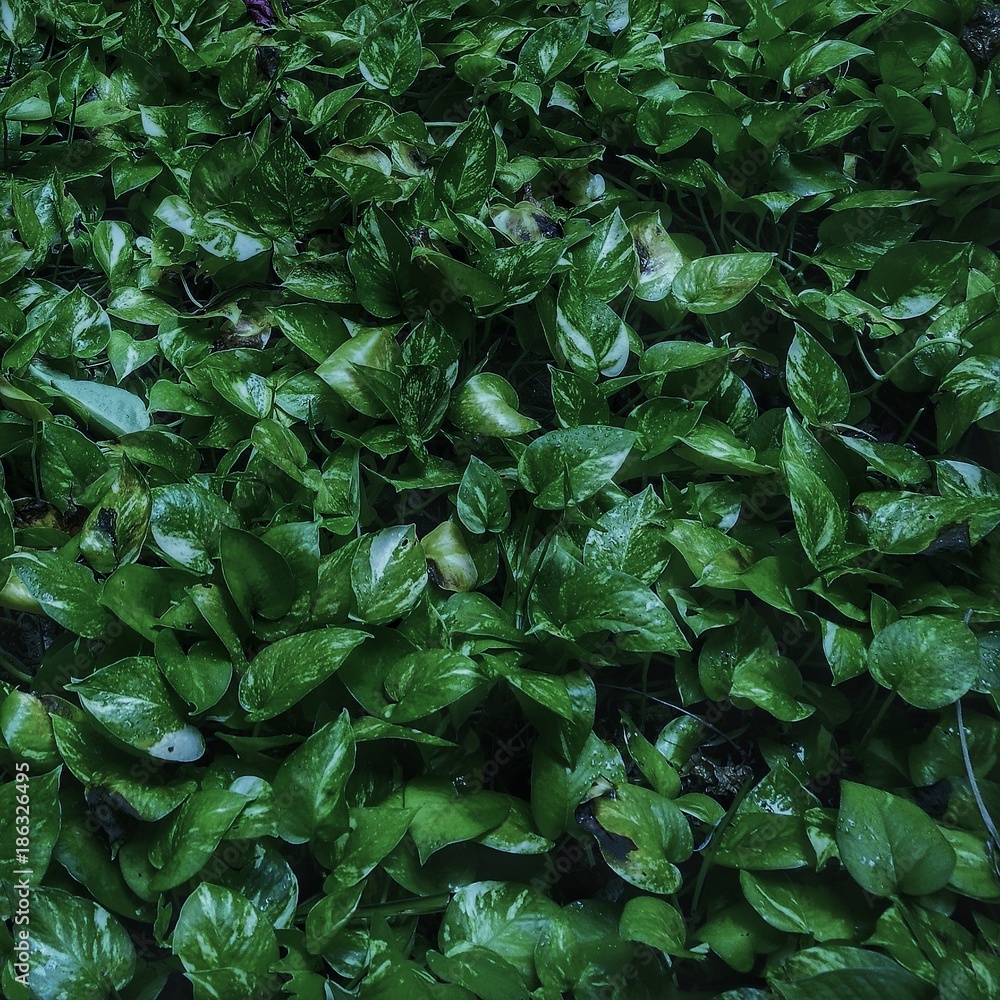 Dark green pothos on ground. There are remaining water drops on leaves ...
