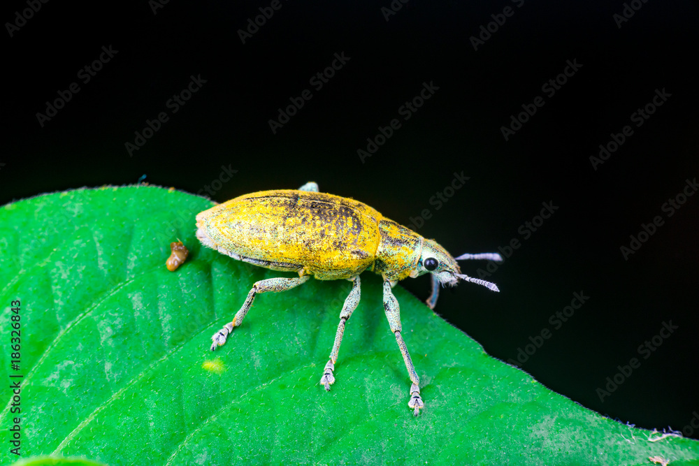 Blurry female Gold Dust Weevil (Coleoptera: Curculionidae: Entiminae ...
