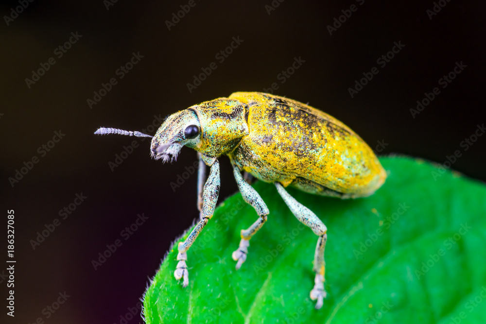 Female Gold Dust Weevil (Arthropoda: Insecta: Coleoptera: Curculionidae ...