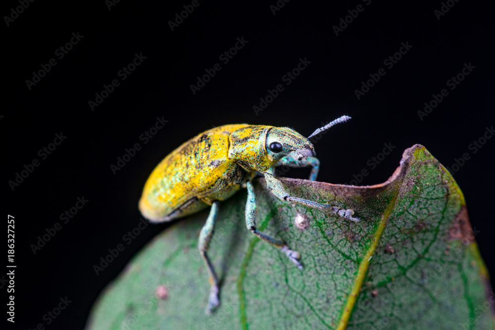 Female Gold Dust Weevil (Arthropoda: Insecta: Coleoptera: Curculionidae ...