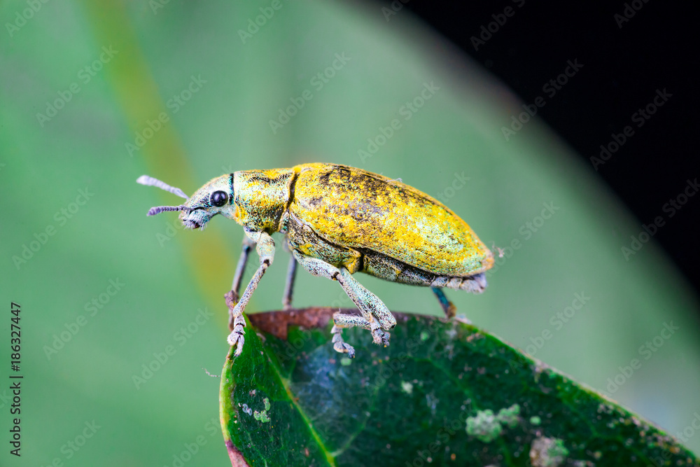Female Gold Dust Weevil (Arthropoda: Insecta: Coleoptera: Curculionidae ...