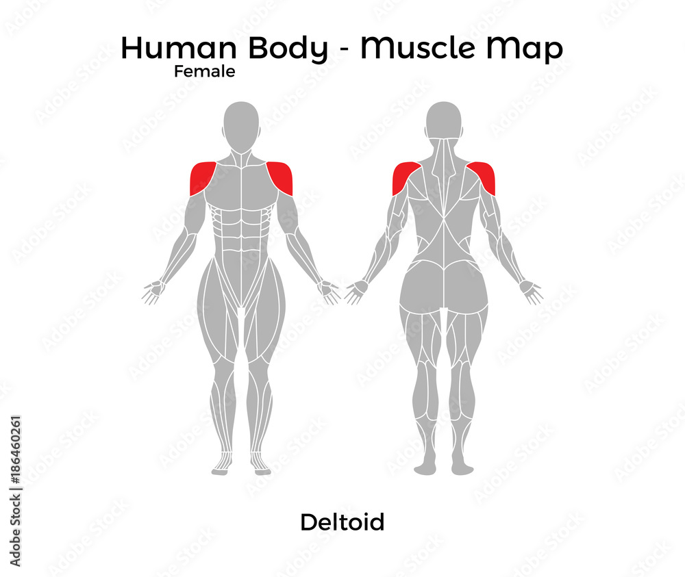 Female Human Body - Muscle map, Deltoid. Vector Illustration - EPS10 ...