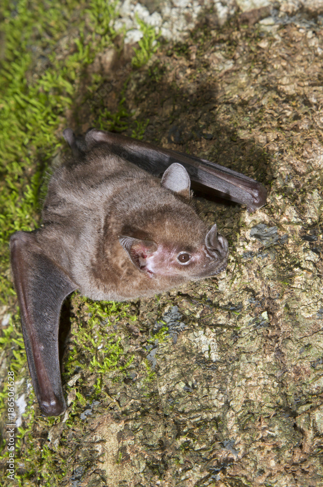 Jamaican, common or Mexican fruit bat (Artibeus jamaicensis) on a tree ...