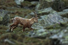 Young Ibex Deer On Mountain Ledge Free Stock Photo - Public Domain Pictures