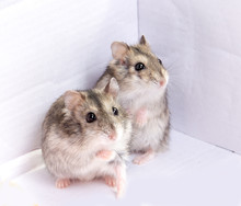 Sunflower Hamster Free Stock Photo - Public Domain Pictures