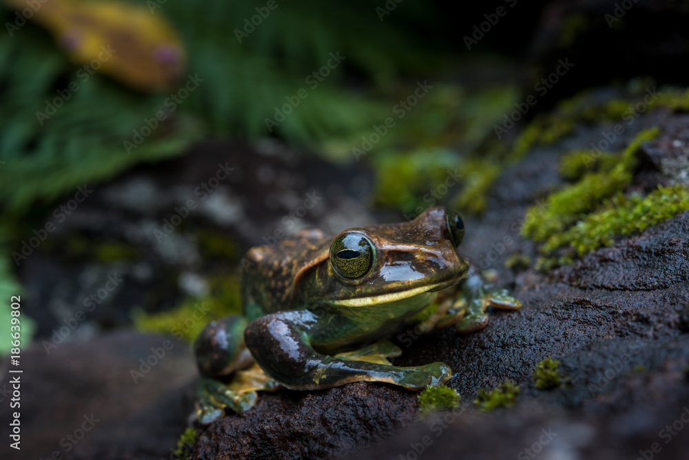 Rhacophorus feae (Feas Tree Frog) ,Tree Frog on Large Palm Leaf at ...
