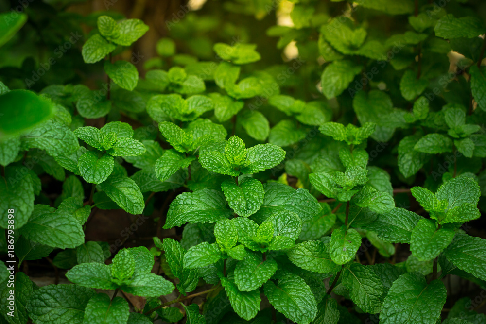 properties of strong teeth and fresh ivy as a ground cover plant types ...