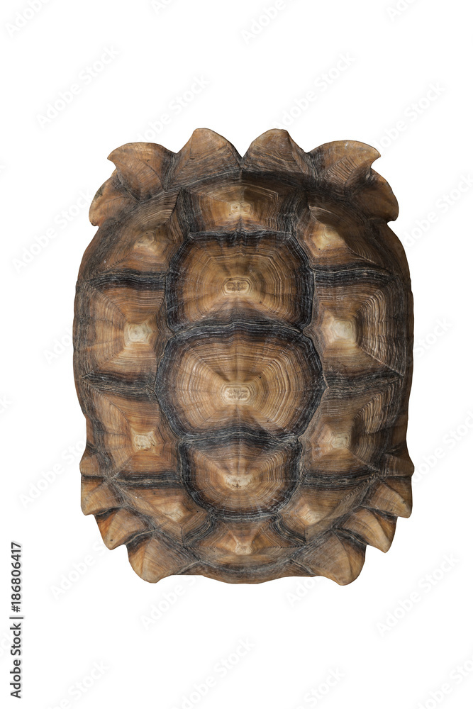 Tortoise shell brown color pattern or texture from giant turtle on ...