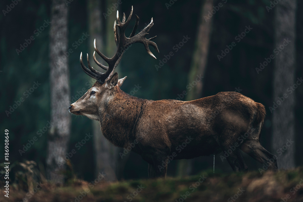 deer antlers side view