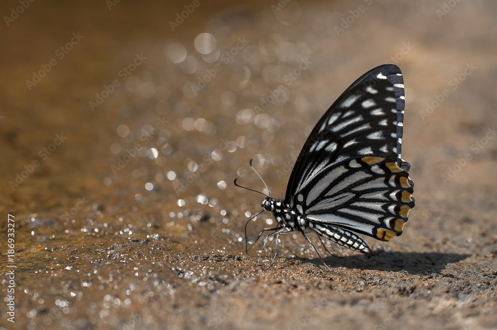 Close-up Common Mime ,Papilio clytia clytia (Linnaeus, 1758), Butterfly ...