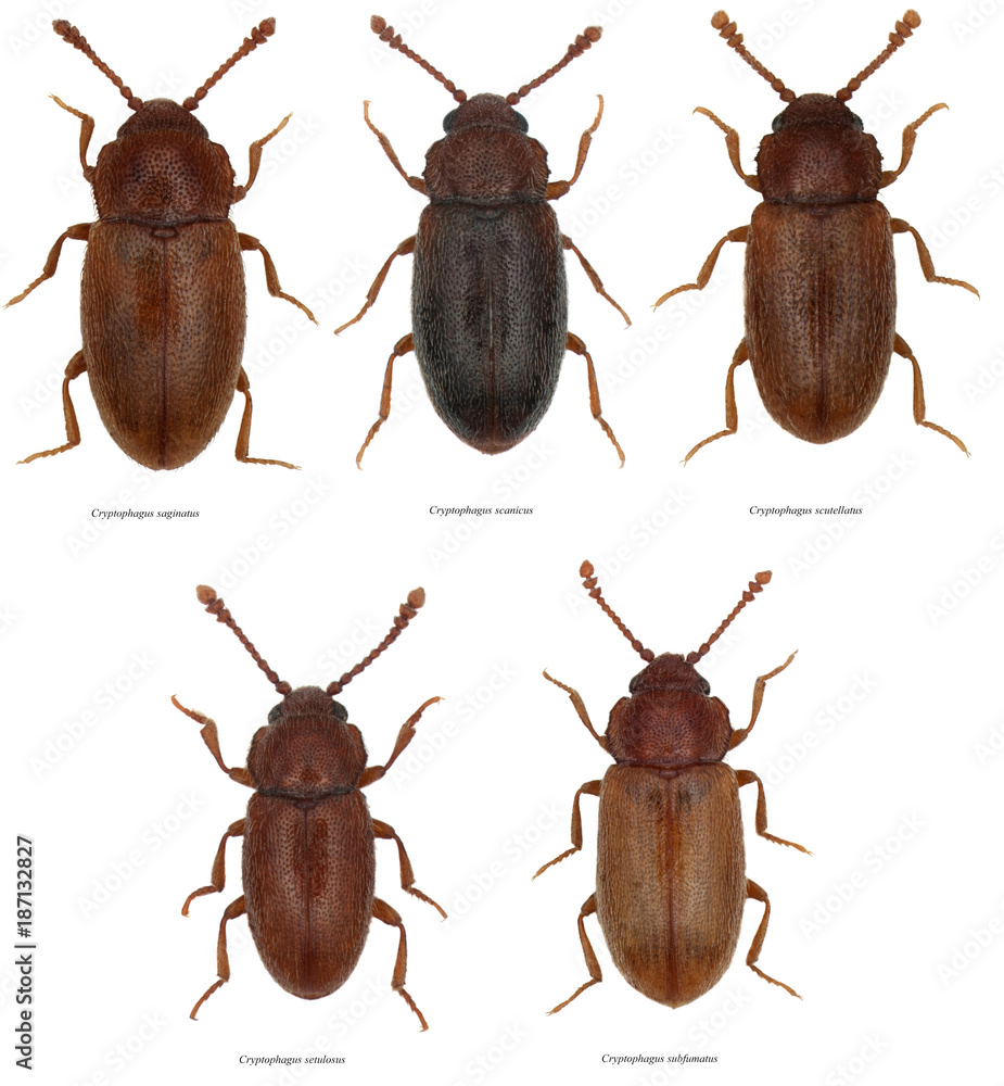 Stock-Foto „Cryptophagus saginatus, scanicus, scutellatus, setulosus ...