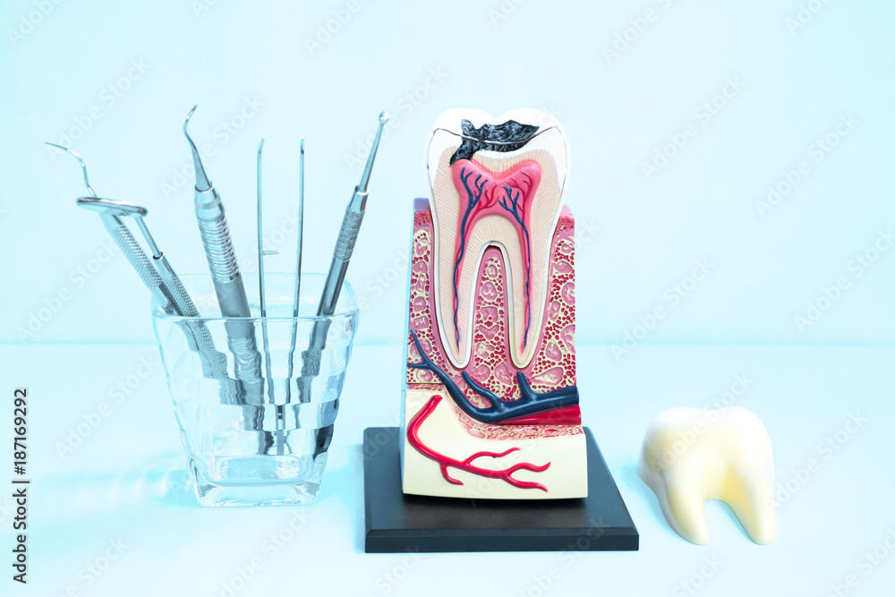 tooth anatomy on blue background. Stock Photo | Adobe Stock