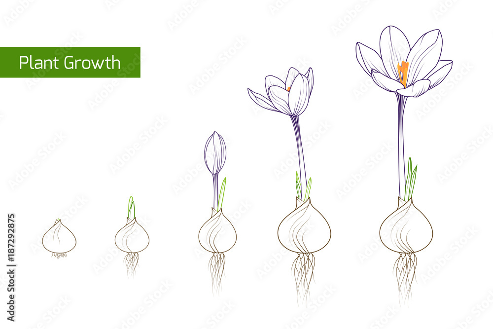 Flower plant growth concept vector design illustration. Crocus ...