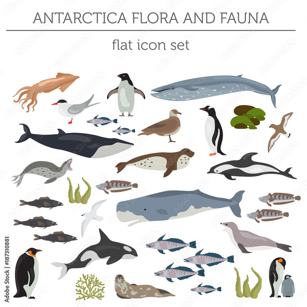 Antarctic, Antarctica, flora and fauna map, flat elements. Animals ...